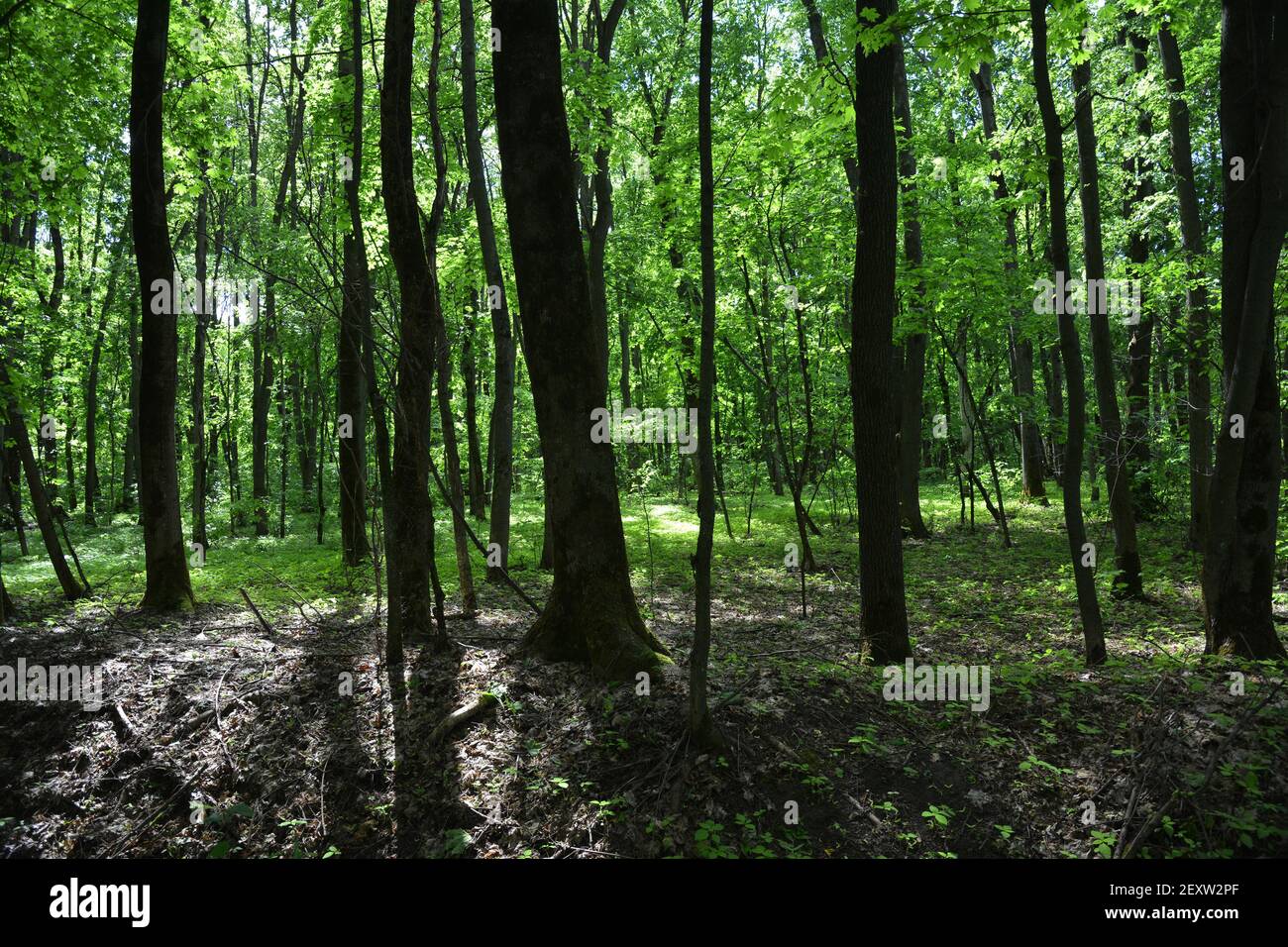 A dense leafy forest landscape. A young temperate deciduous green ...
