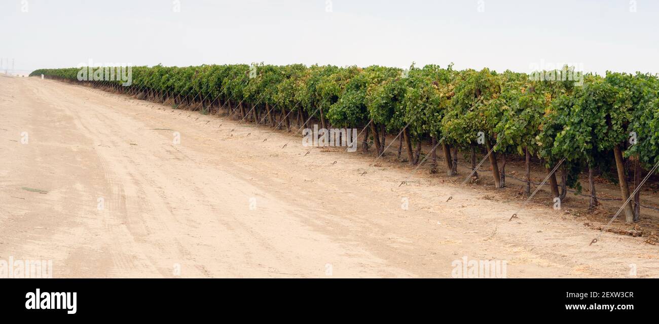 Long grapes hi-res stock photography and images - Alamy