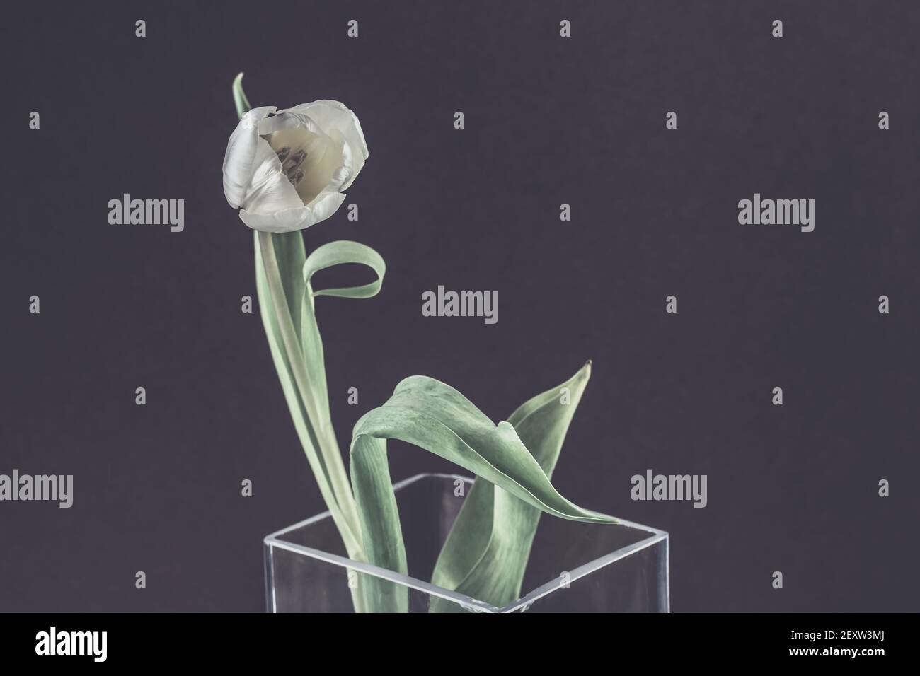 one white tulip flower in vase against black background, copy space ...