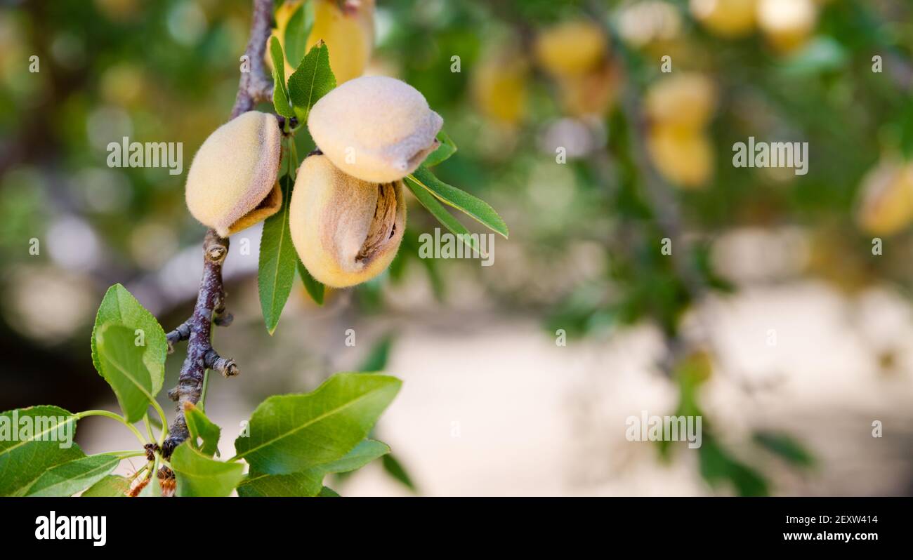 Almond Nuts Tree Farm Agriculture Food Production Orchard California ...