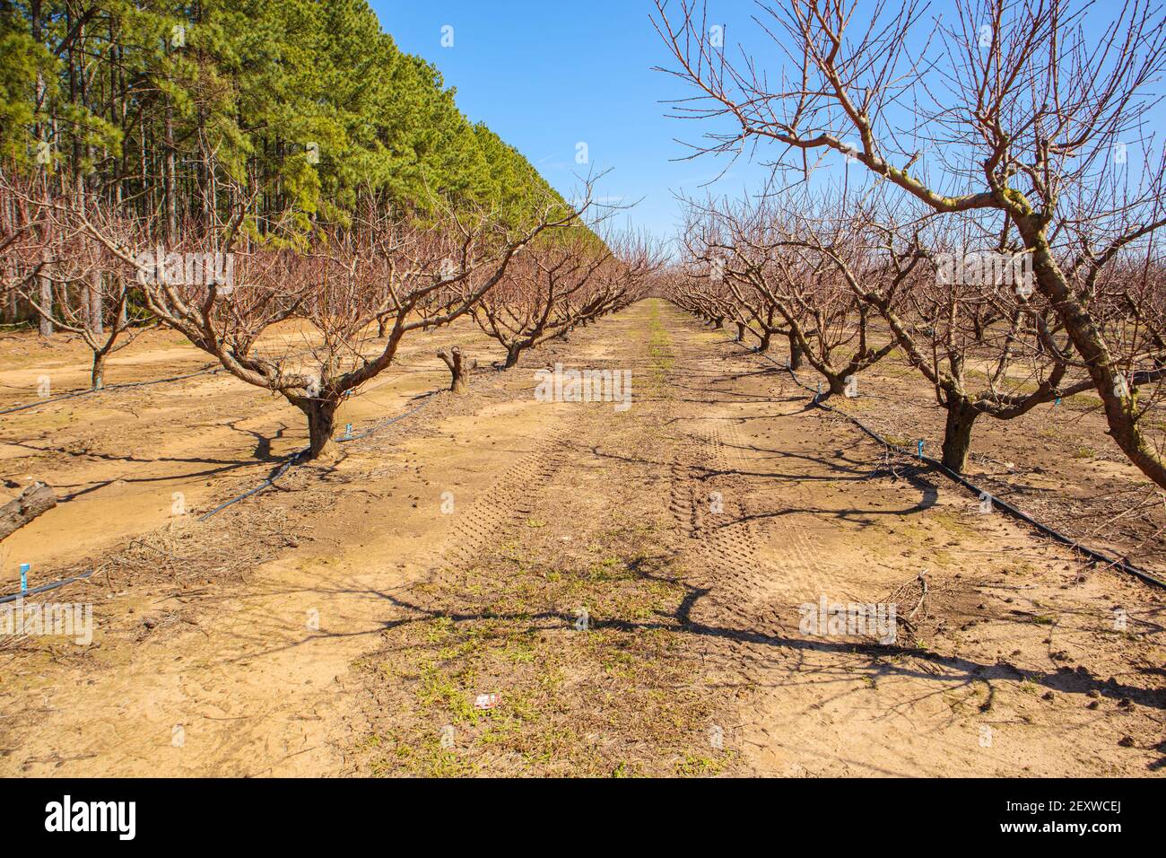 Edgefield County, South Carolina USA - 03 05 20: Rows of Peach trees ...