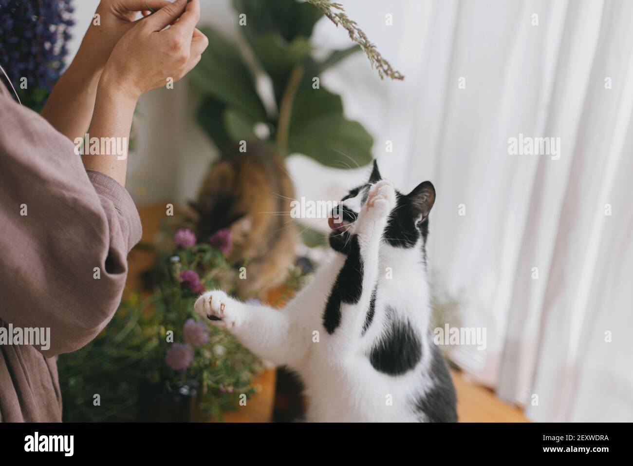 Cute cat playing with herb with woman while arranging flowers on rustic ...