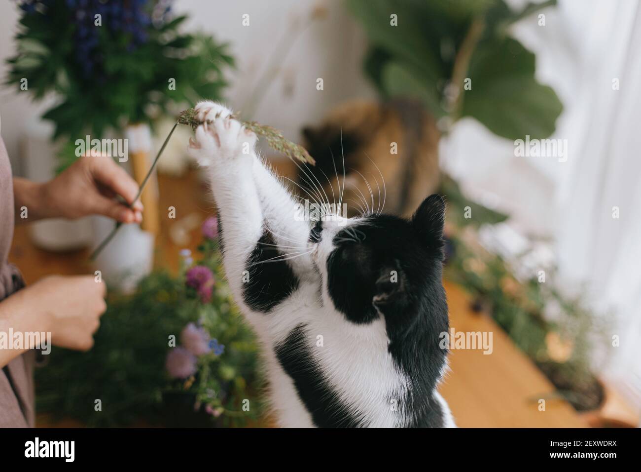 Cute cat playing with herb with woman while arranging flowers on rustic ...