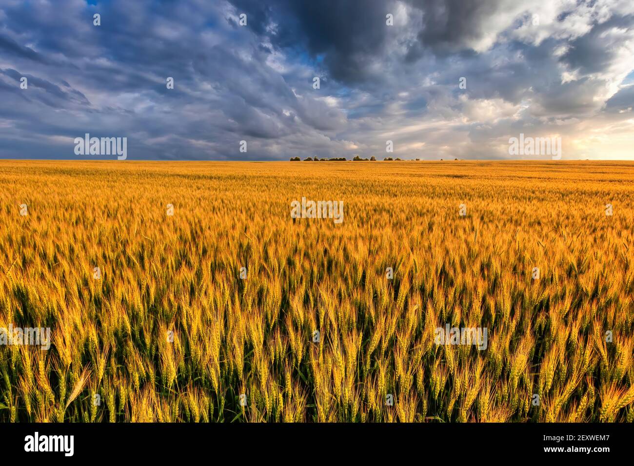 Rye field with golden ears and a dramatic cloudy sky Stock Photo - Alamy