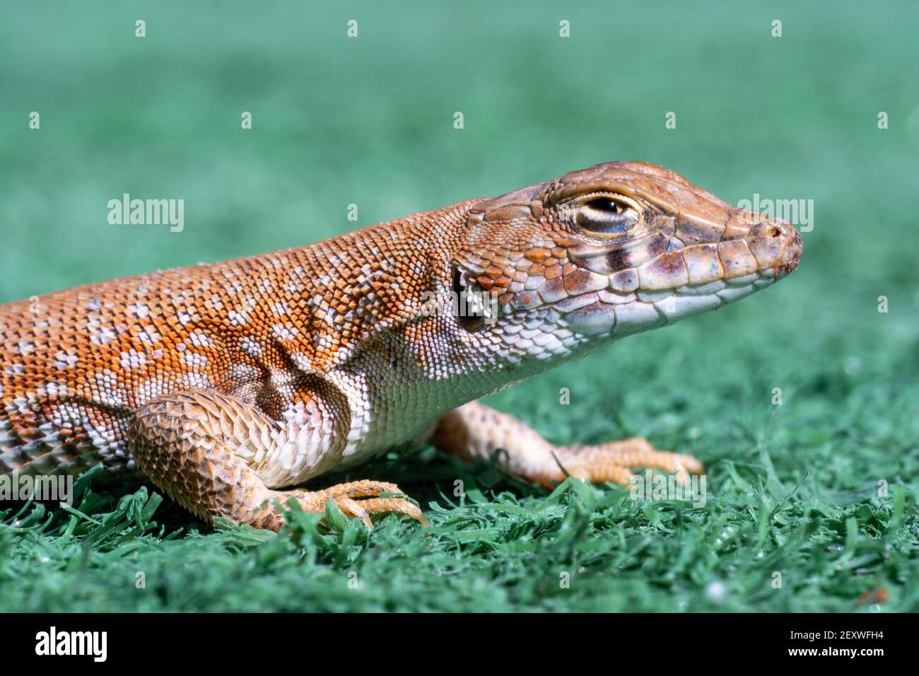 Saudi fringe fingered lizard hi-res stock photography and images - Alamy