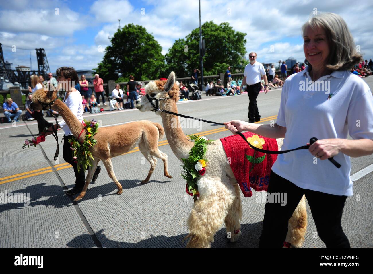 Llamas are led over the Burnside Bridge during the Grand Floral Parade ...