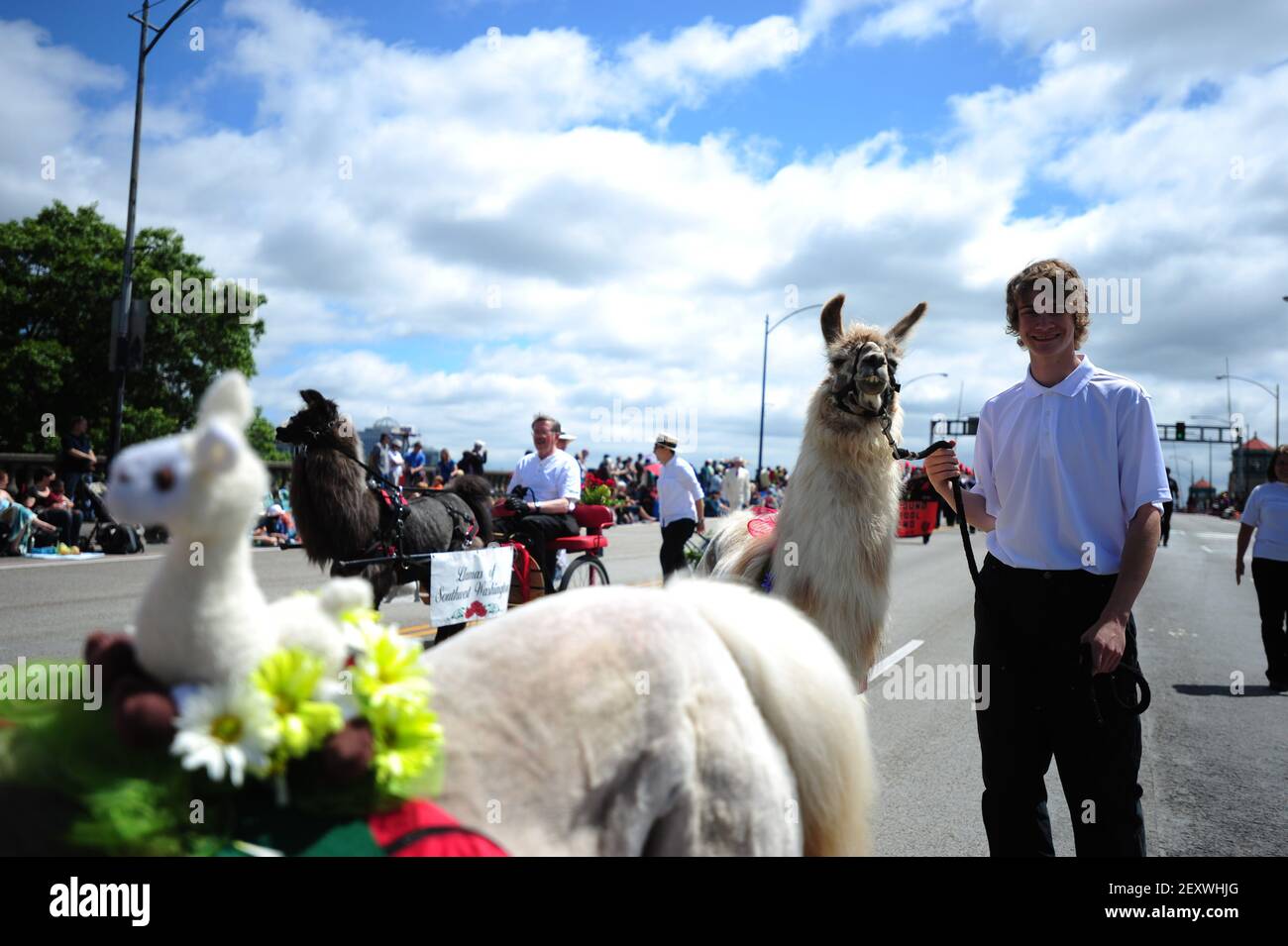 Llamas are led over the Burnside Bridge during the Grand Floral Parade ...