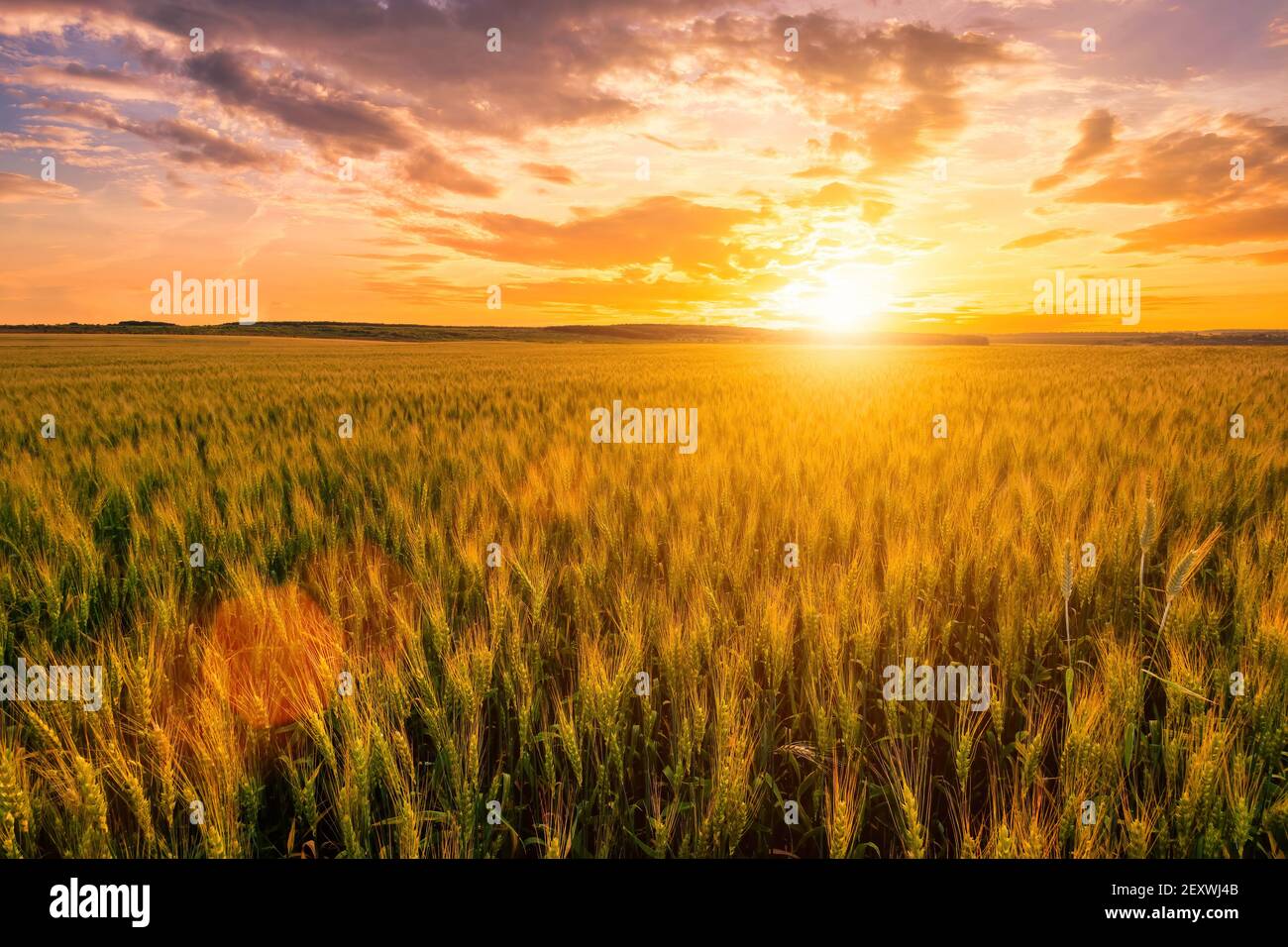 Sunset or sunrise on a rye field with golden ears and a dramatic cloudy ...