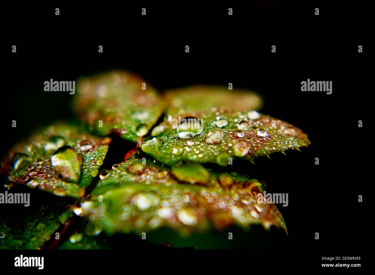 drip on leaf are very nice effect for phothografer Stock Photo - Alamy