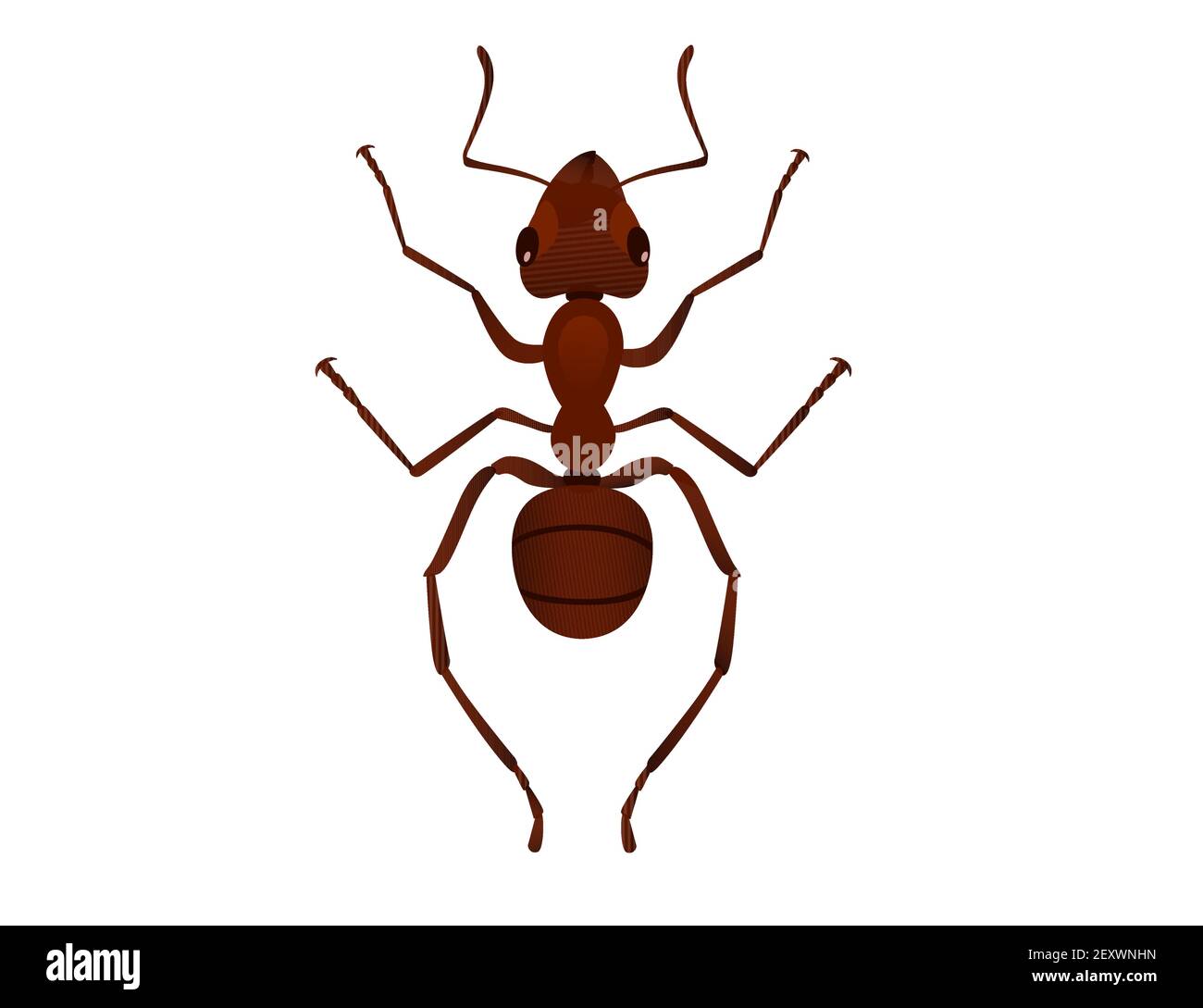 Ants ecosystem Stock Vector Images - Alamy