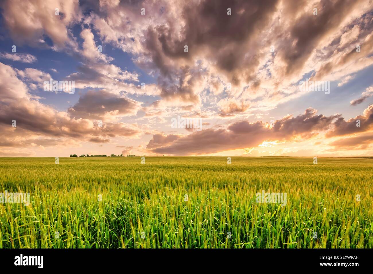Sunset or sunrise on a rye field with golden ears and a dramatic cloudy ...