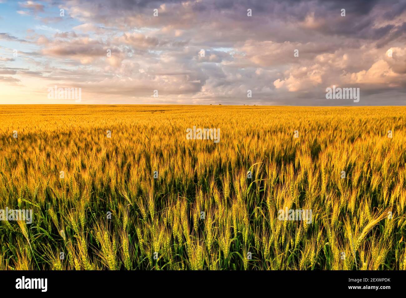 Rye field with golden ears and a dramatic cloudy sky Stock Photo - Alamy
