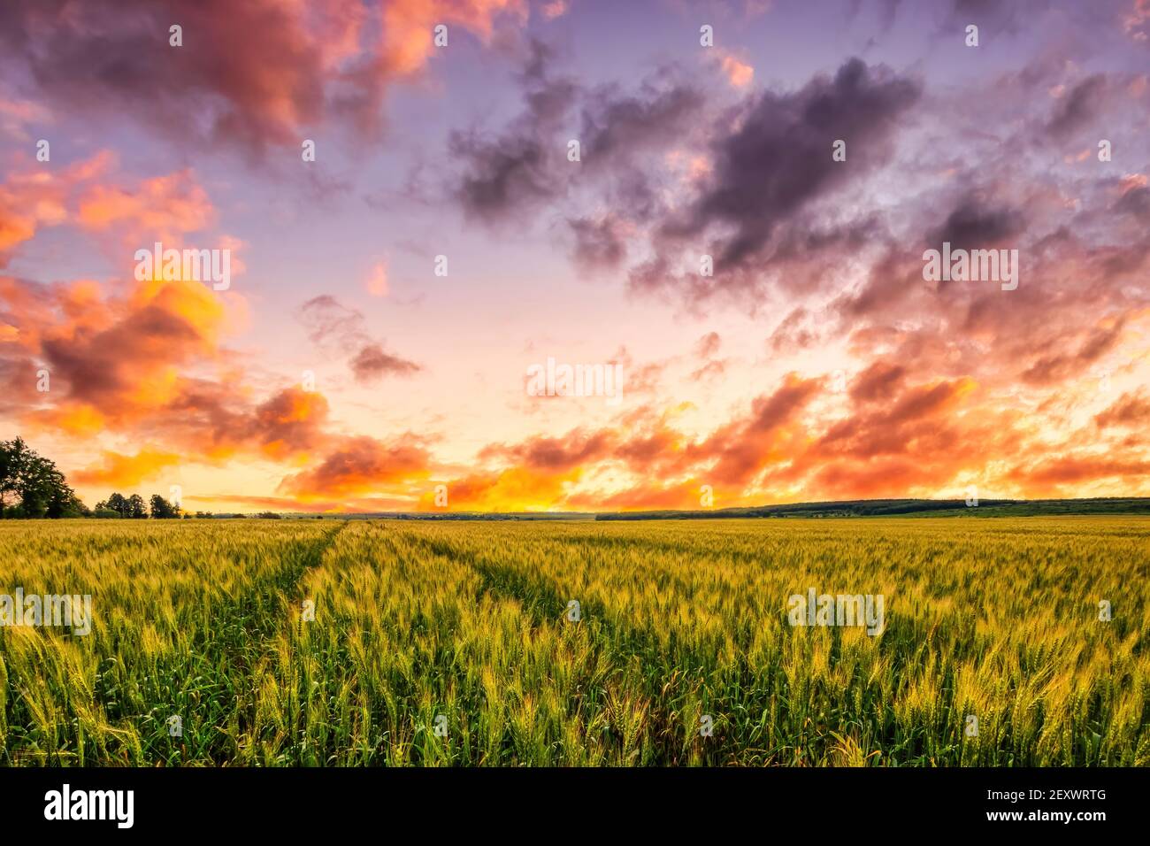 Sunset or sunrise on a rye field with golden ears and a dramatic cloudy ...