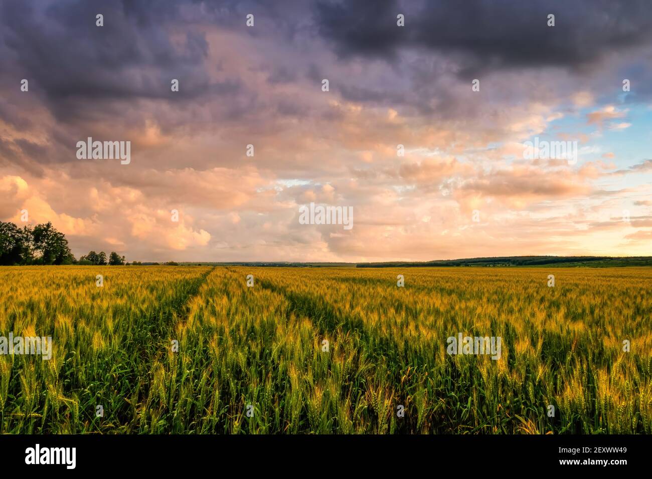 Rye field with golden ears and a dramatic cloudy sky Stock Photo - Alamy