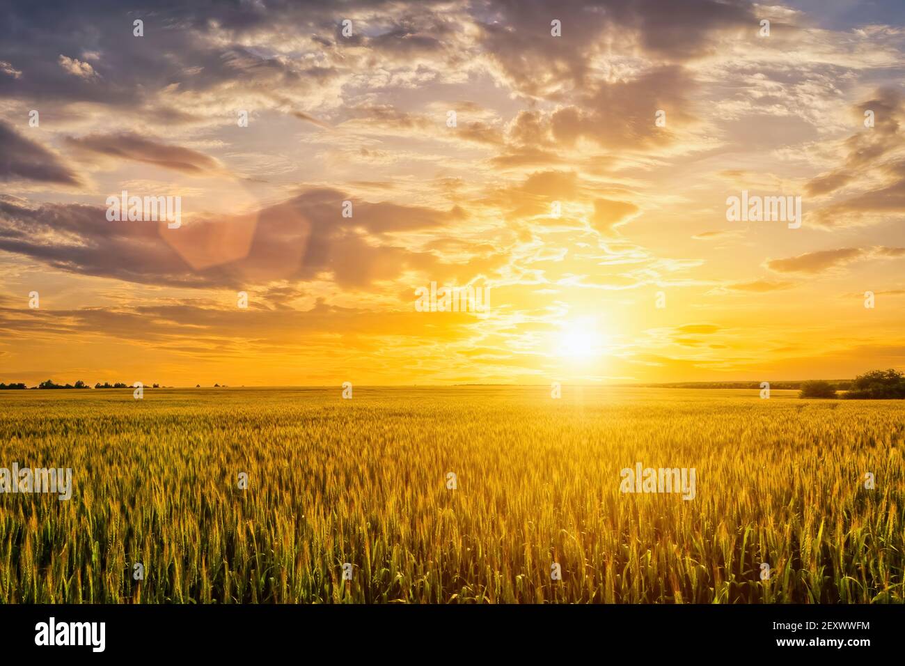 Sunset or sunrise on a rye field with golden ears and a dramatic cloudy ...