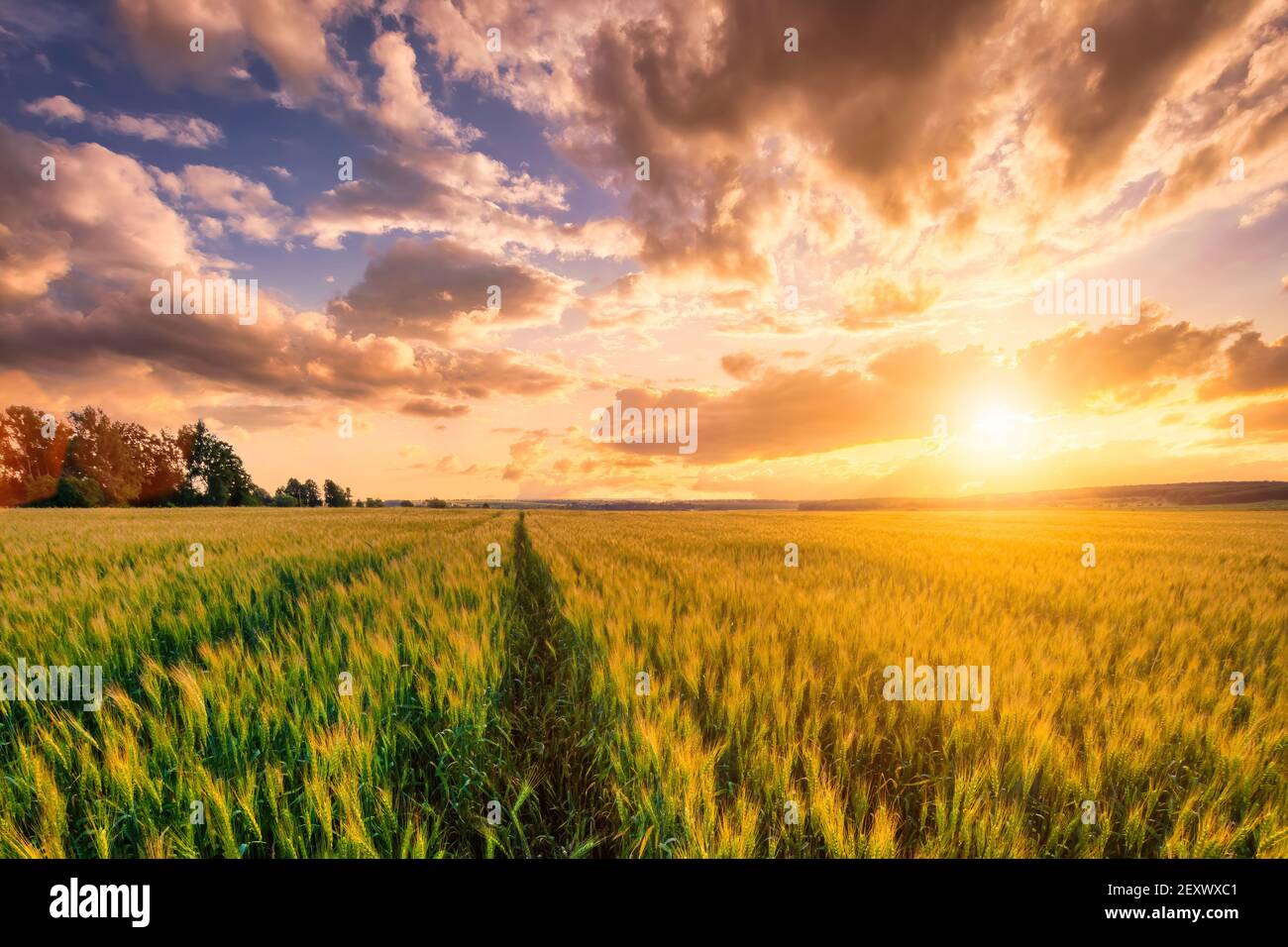 Sunset or sunrise on a rye field with golden ears and a dramatic cloudy ...