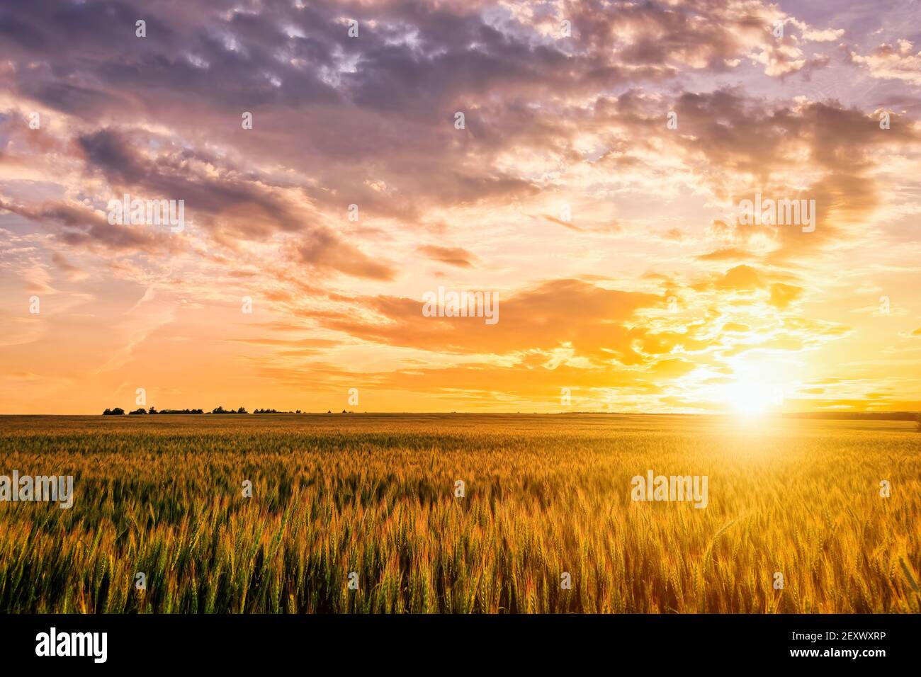 Sunset or sunrise on a rye field with golden ears and a dramatic cloudy ...