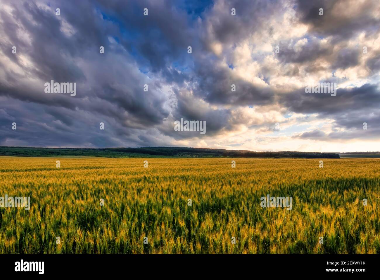 Rye field with golden ears and a dramatic cloudy sky Stock Photo - Alamy