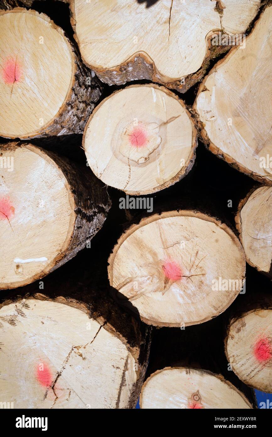 Trees Logs Sit Stacked Northern Minnesota Logging Operation Stock Photo ...