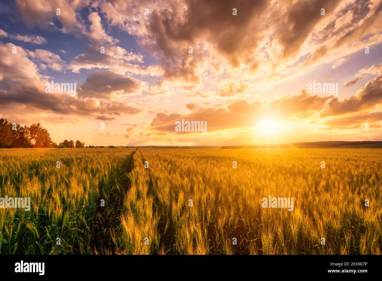 Sunset or sunrise on a rye field with golden ears and a dramatic cloudy ...