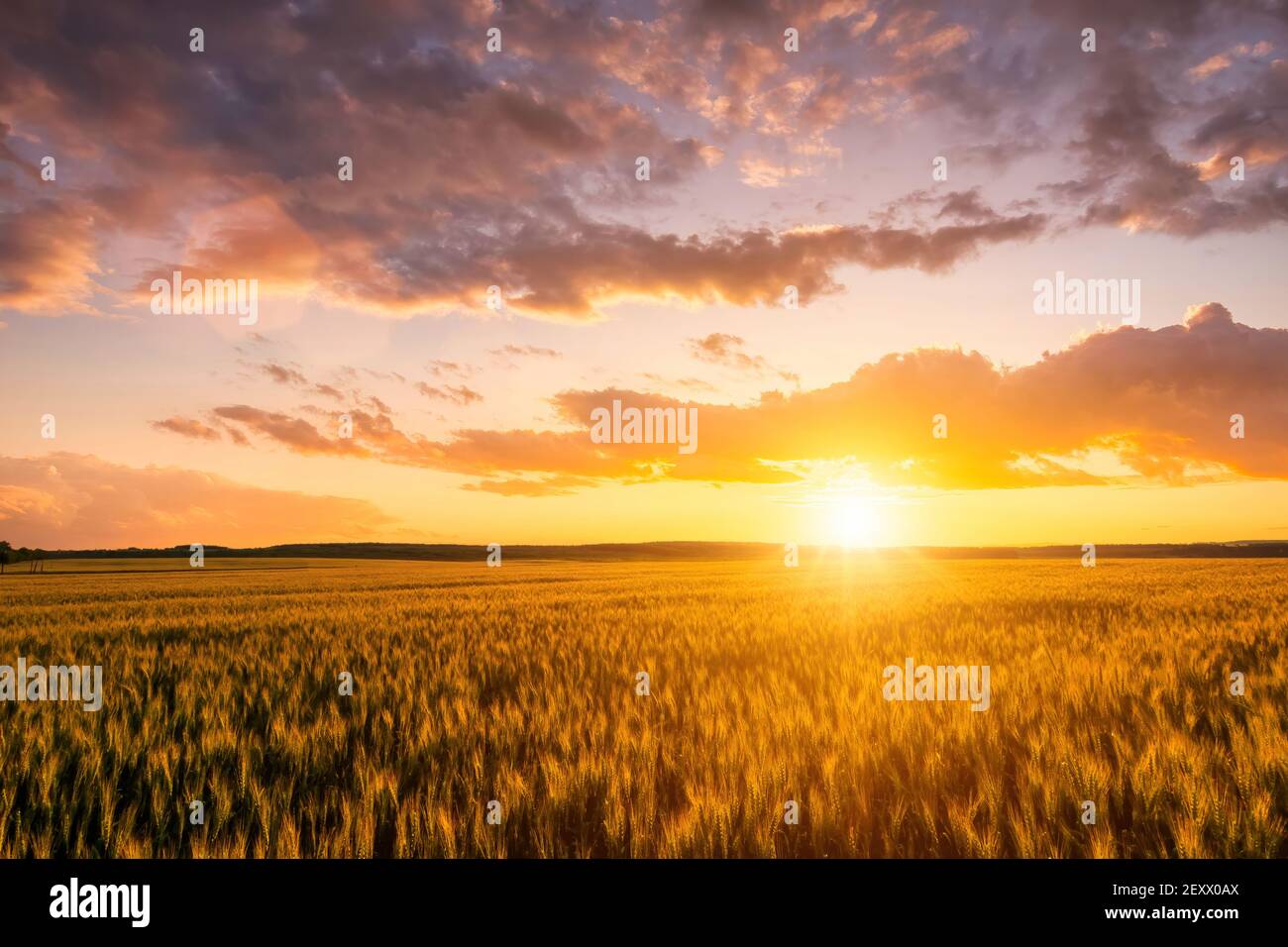 Sunset or sunrise on a rye field with golden ears and a dramatic cloudy ...