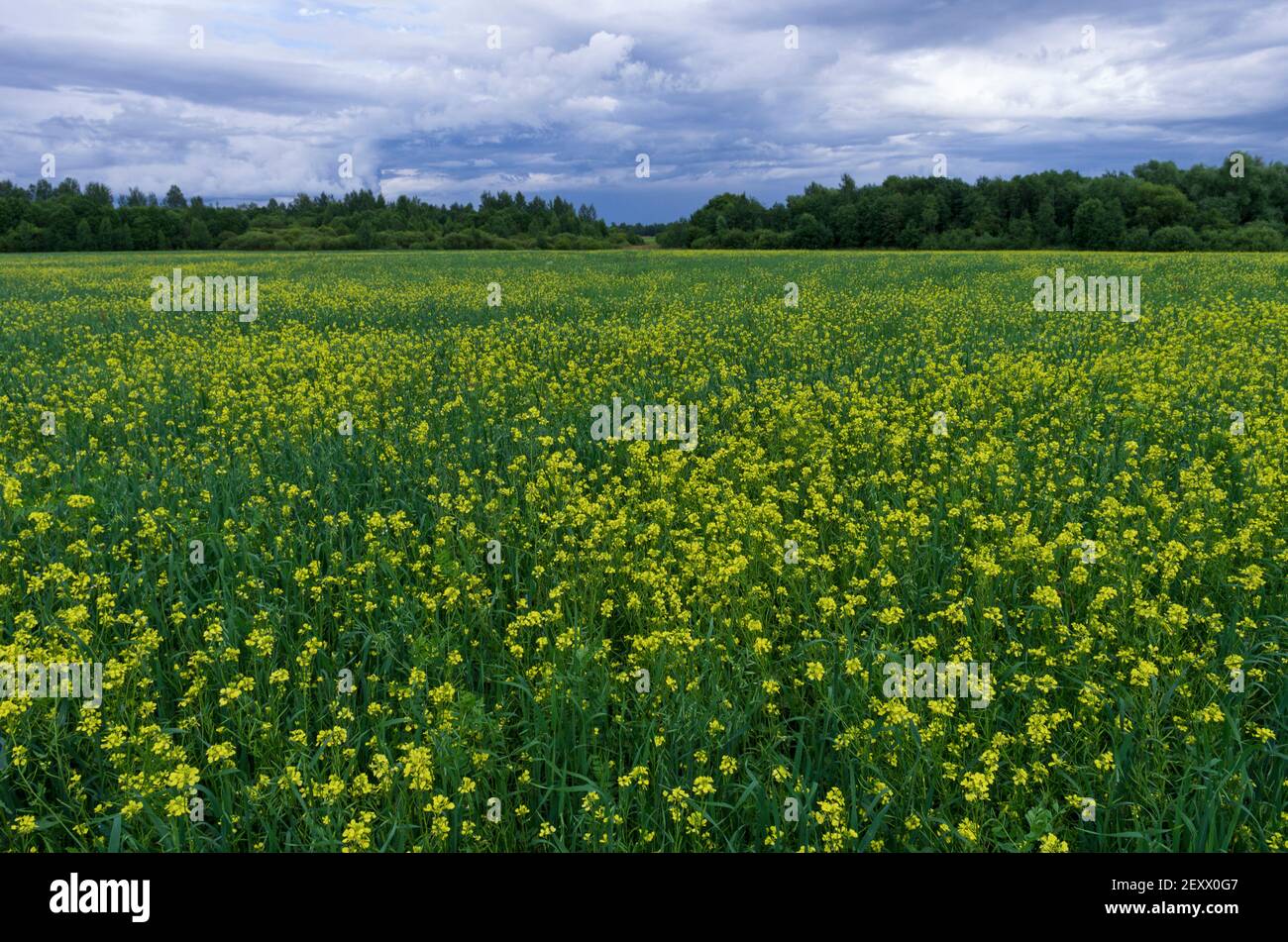 Summer landscape with a blooming rapeseed field in cloudy weather ...