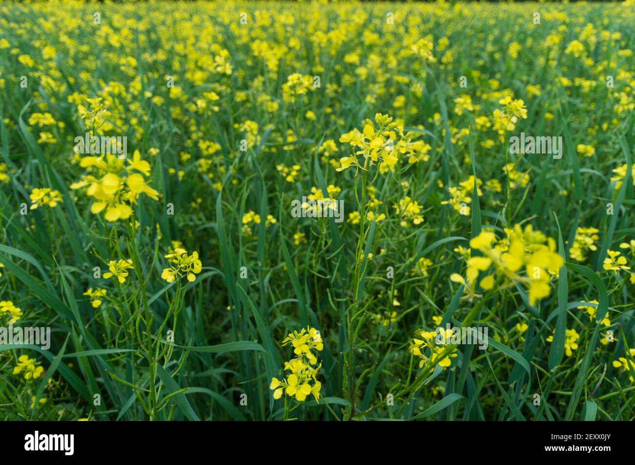 Yellow rapeseed flowers in a summer meadow close-up (Pskov oblast ...