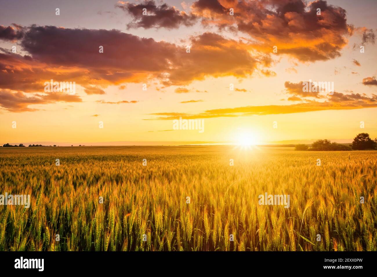 Sunset or sunrise on a rye field with golden ears and a dramatic cloudy ...