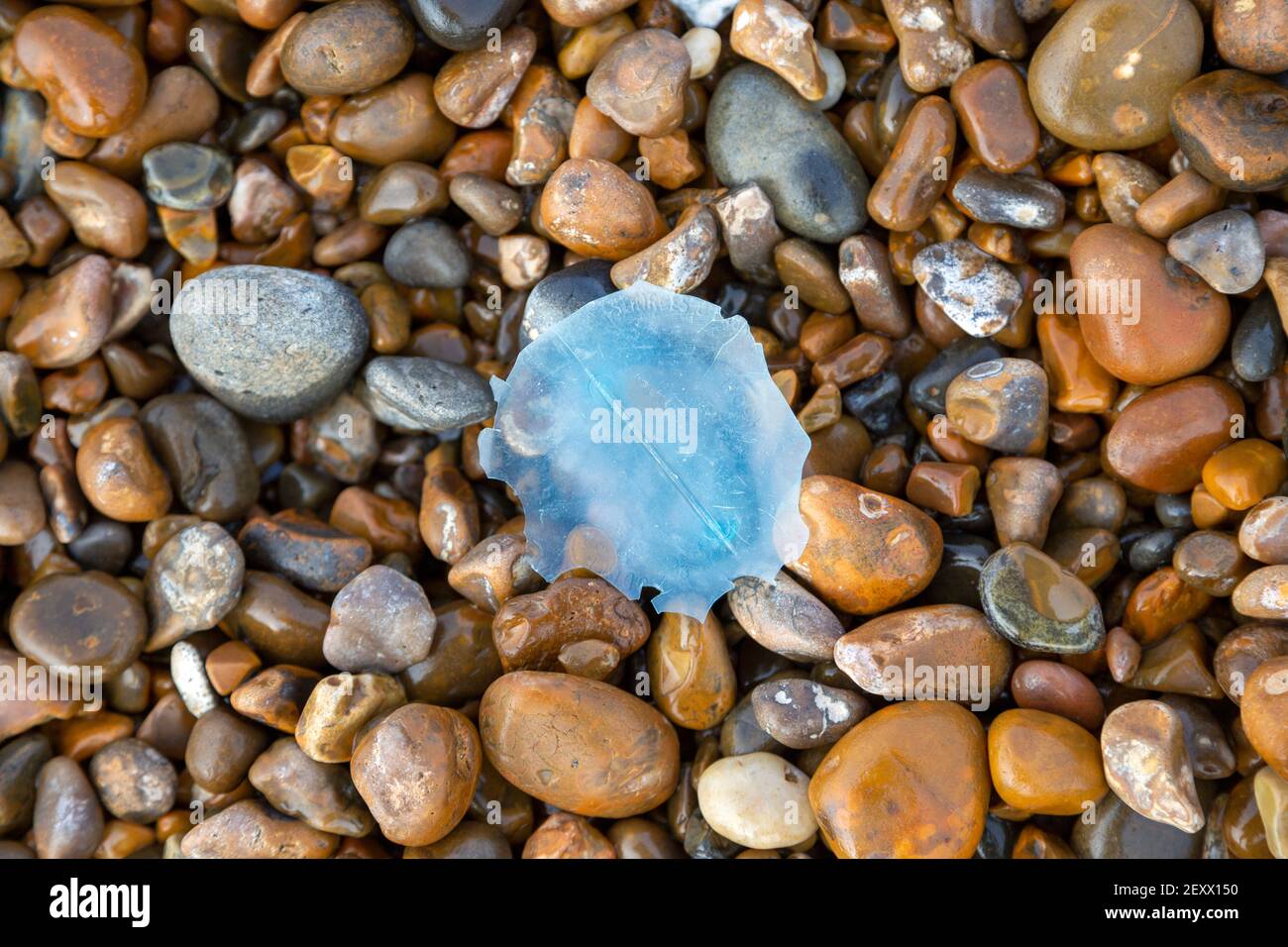 Blue plastic shaped like jelly fish washed up on pebble beach, Shingle ...