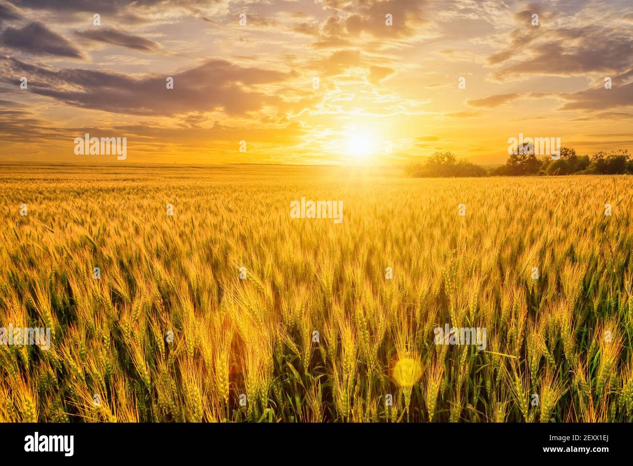 Sunset or sunrise on a rye field with golden ears and a dramatic cloudy ...