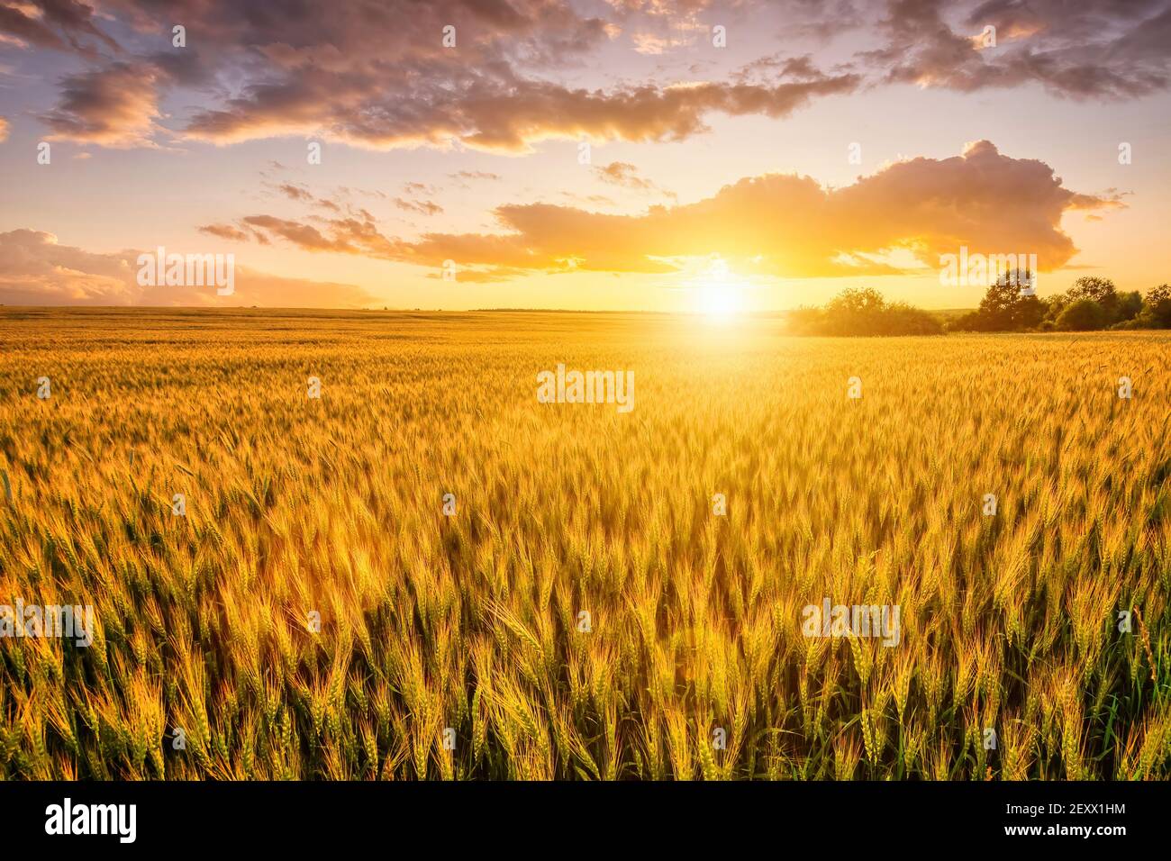 Sunset or sunrise on a rye field with golden ears and a dramatic cloudy ...
