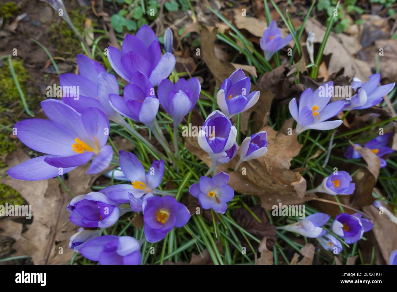 Early Crocus tommasinianus, Hereford UK, February 2021 Stock Photo - Alamy