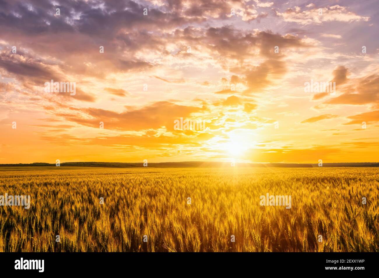Sunset or sunrise on a rye field with golden ears and a dramatic cloudy ...