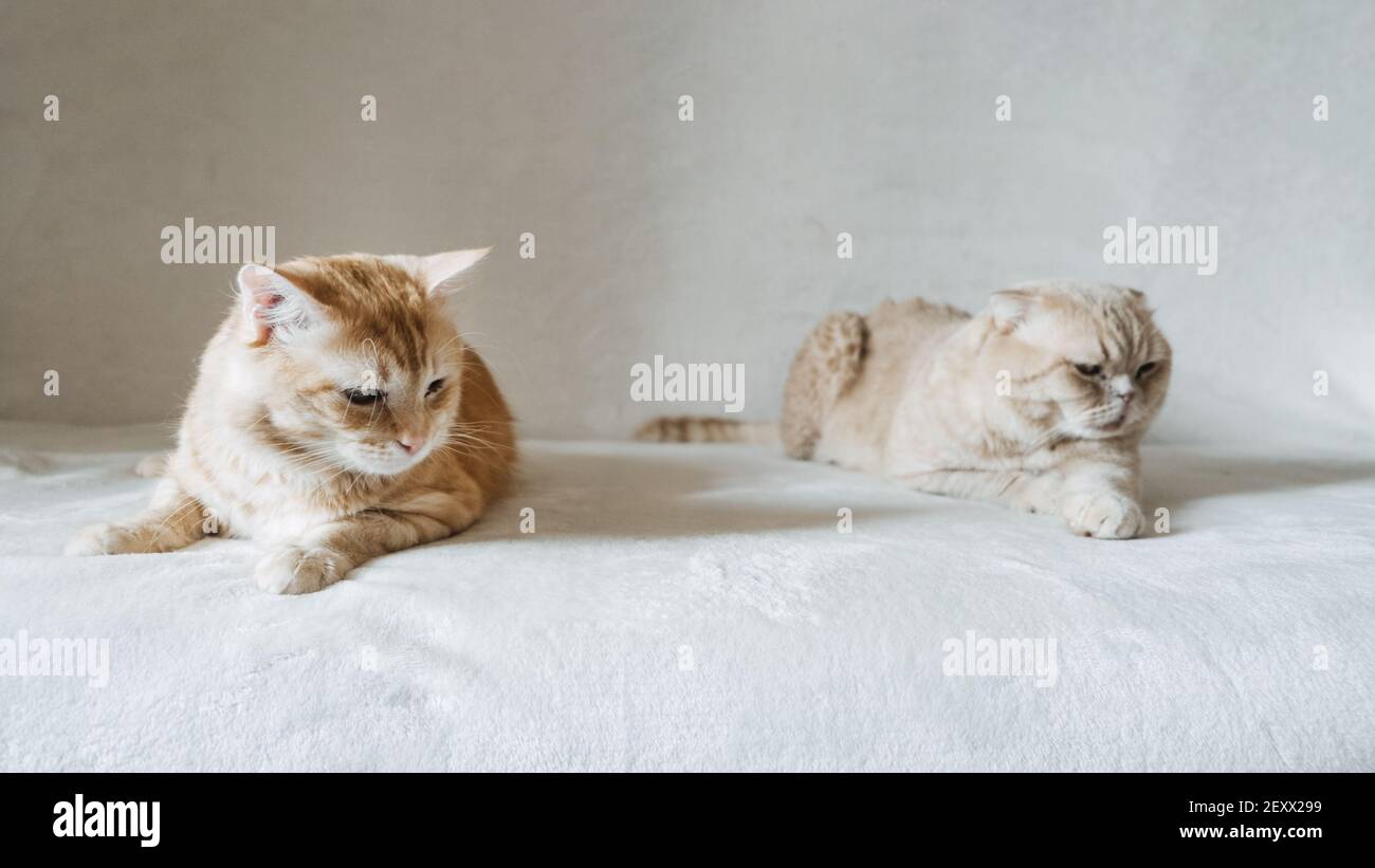 Introducing Two Cats. Adopt a Second Cat. Adding a second cat to your ...