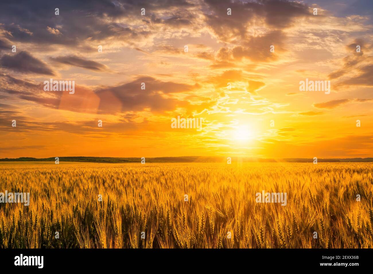 Sunset or sunrise on a rye field with golden ears and a dramatic cloudy ...