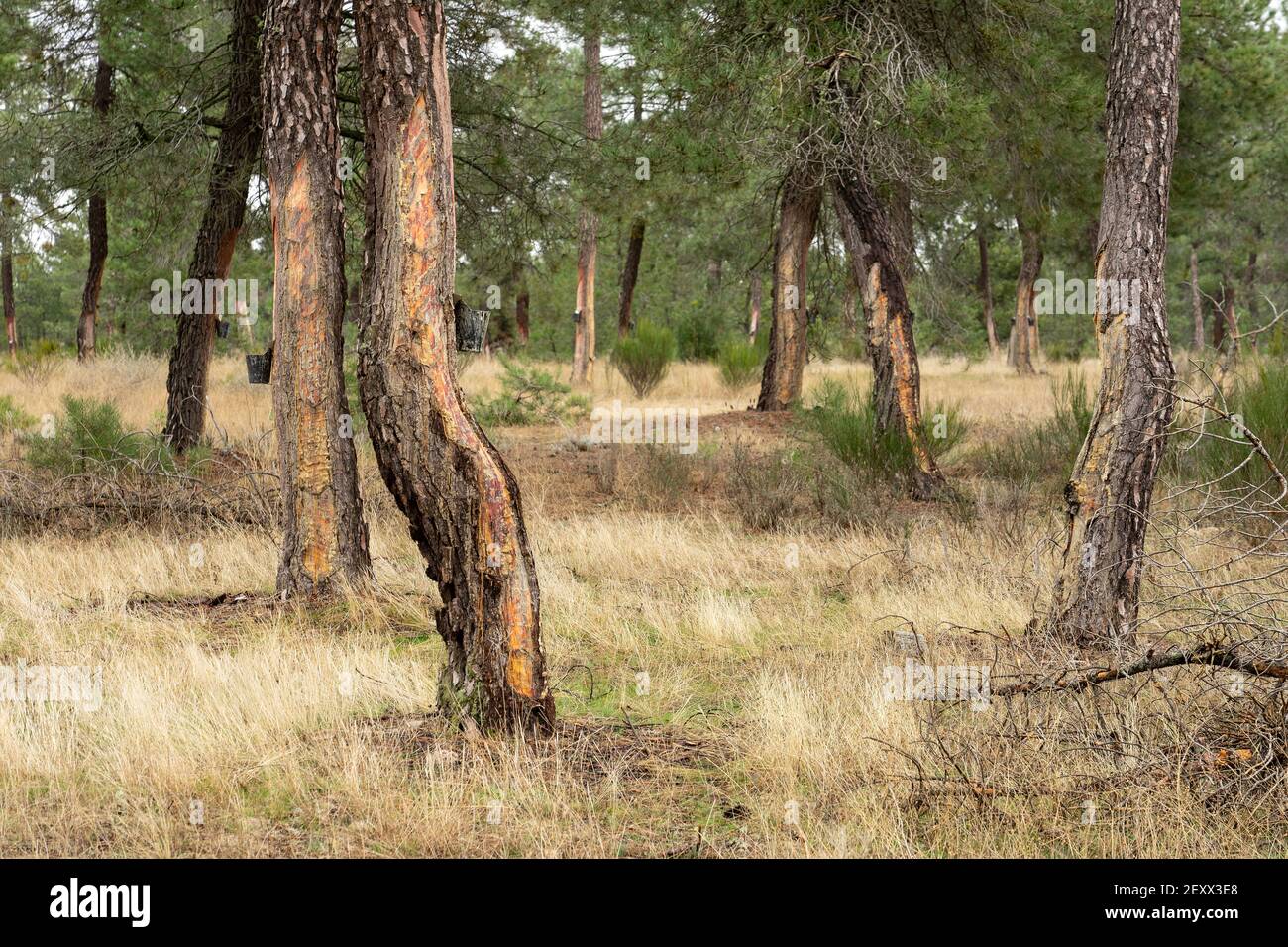 The resin extraction in a resin pine forest Stock Photo - Alamy