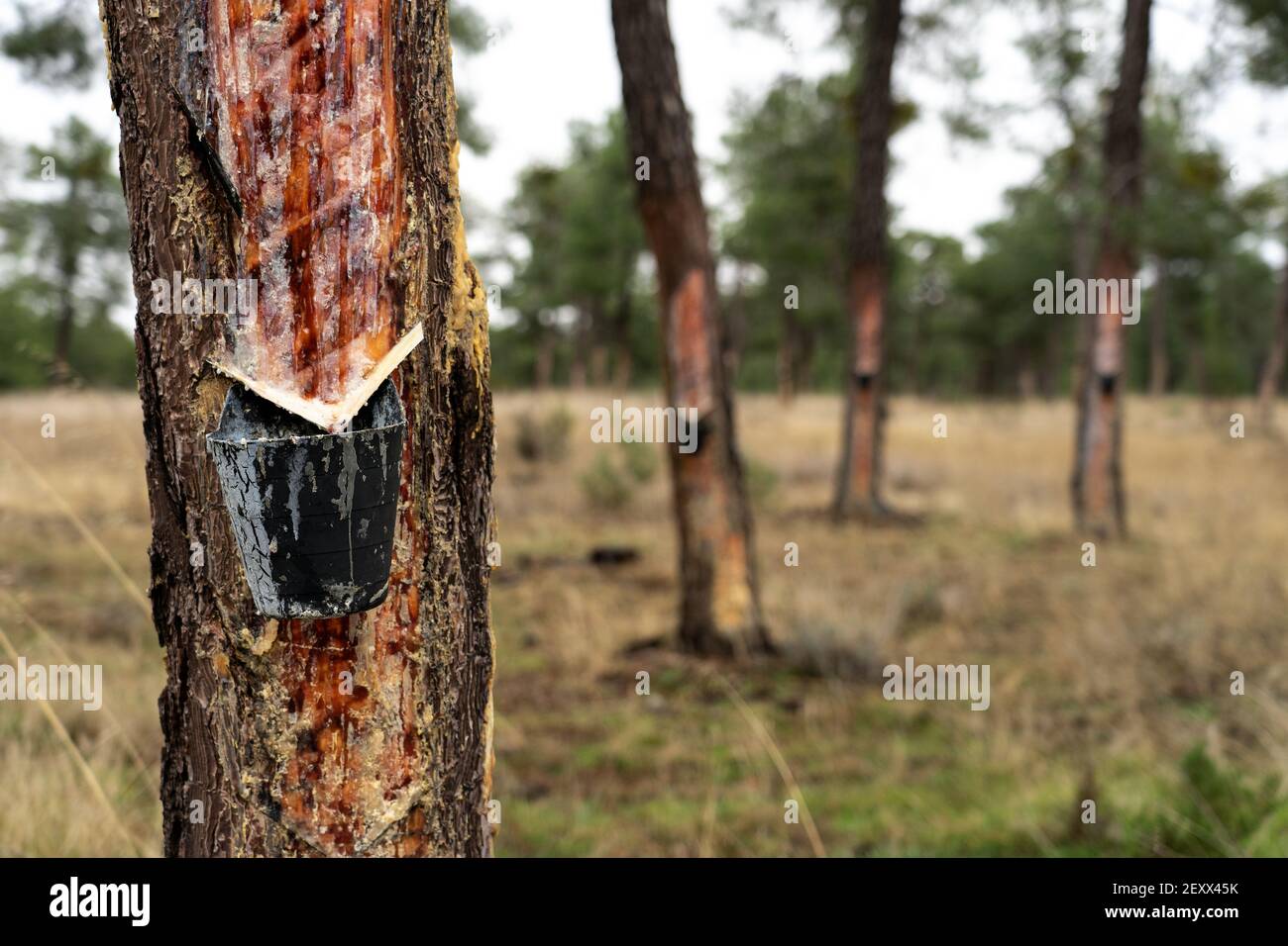 The resin extraction in a resin pine forest Stock Photo - Alamy