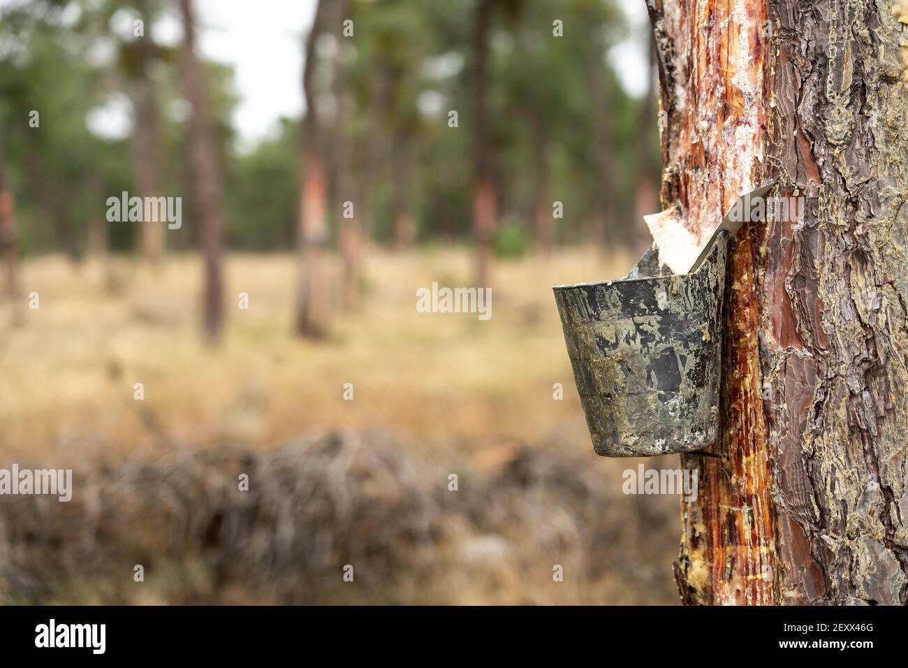 The resin extraction in a resin pine forest Stock Photo - Alamy