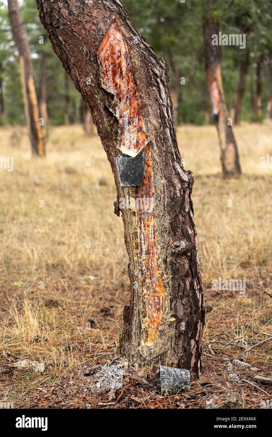 A vertical shot of a pine bark during resin extraction in a resin pine ...