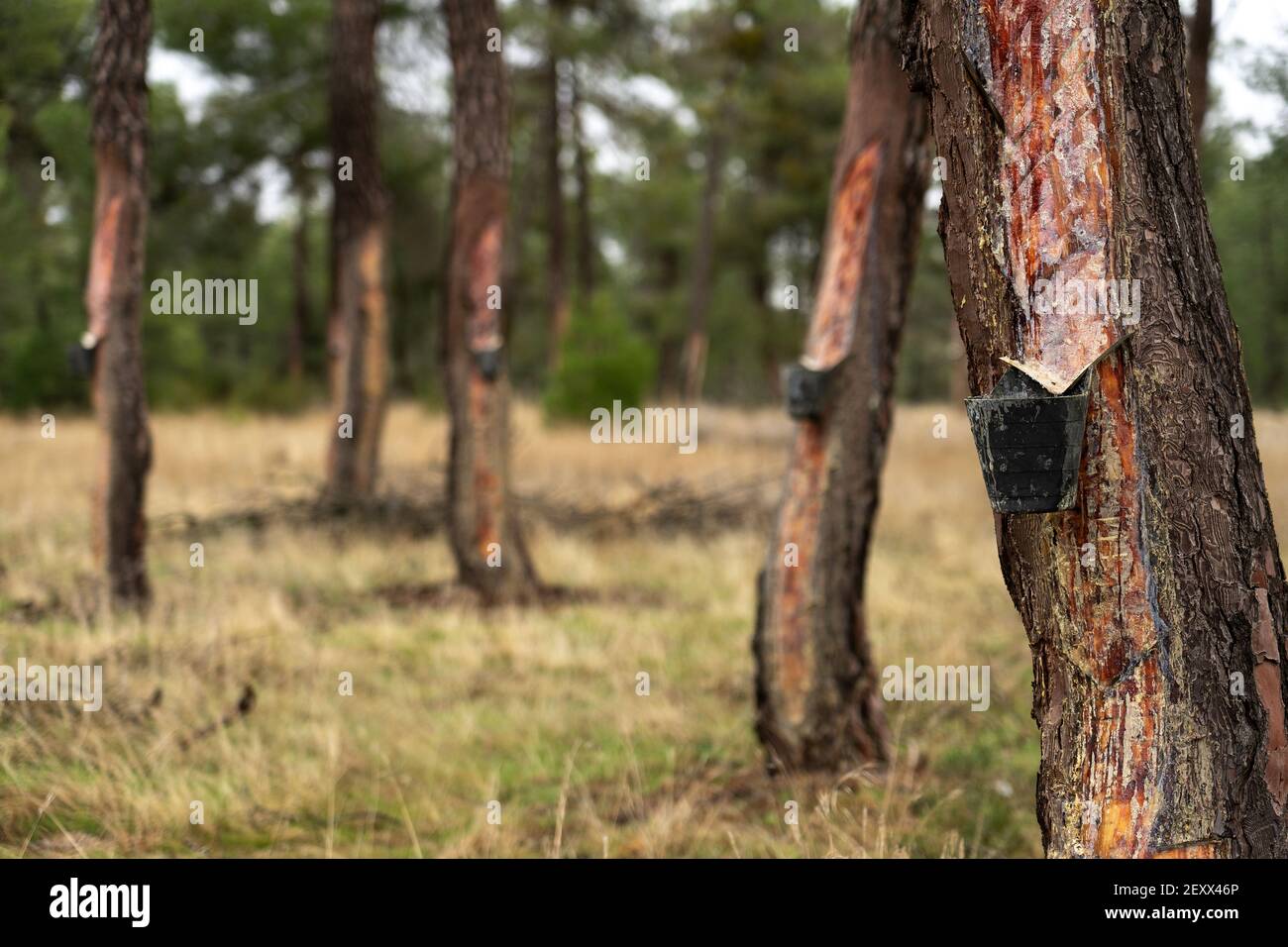 The resin extraction in a resin pine forest Stock Photo - Alamy