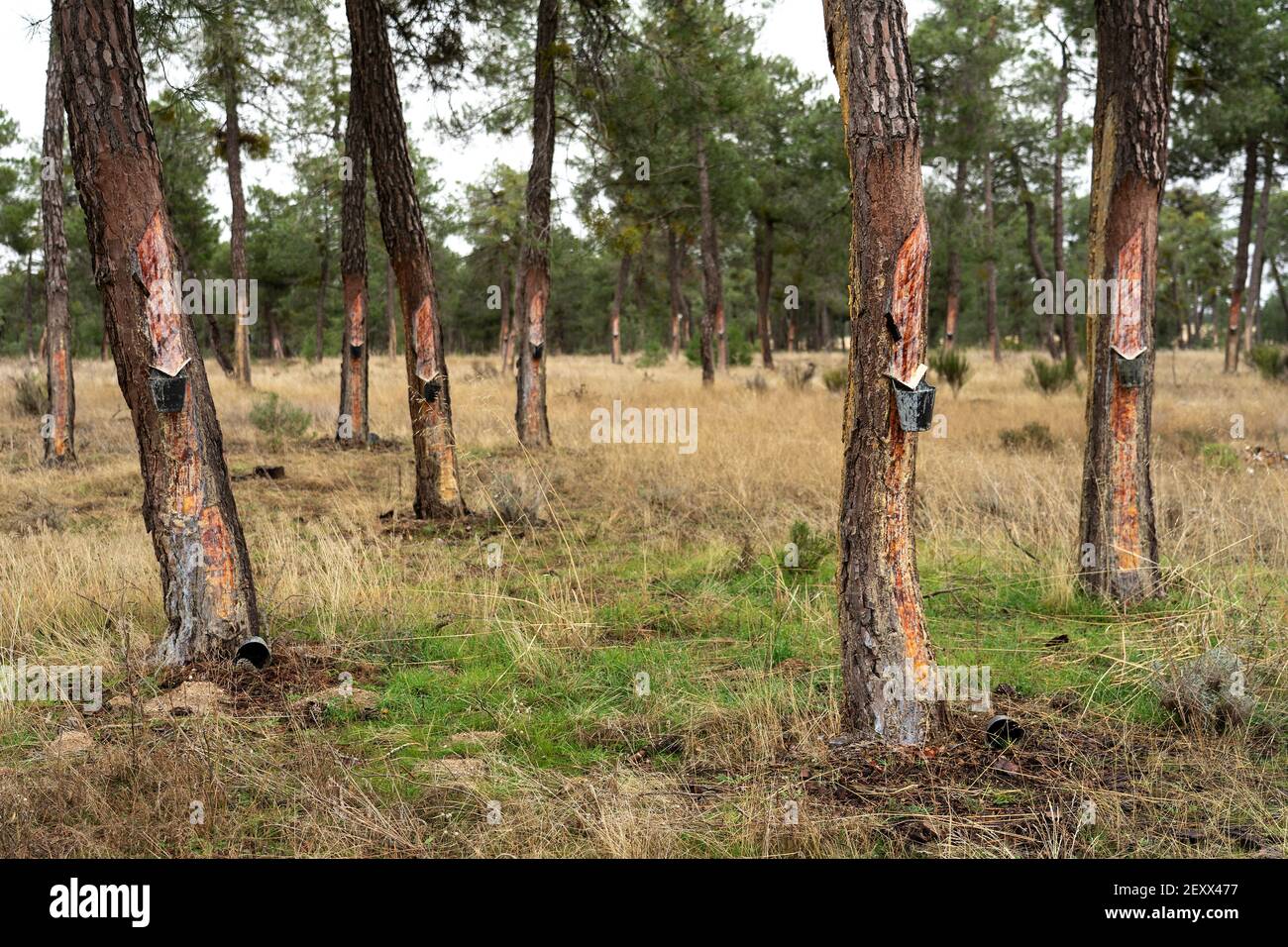 The resin extraction in a resin pine forest Stock Photo - Alamy