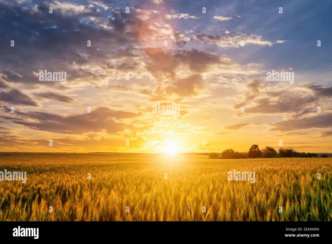 Sunset or sunrise on a rye field with golden ears and a dramatic cloudy ...