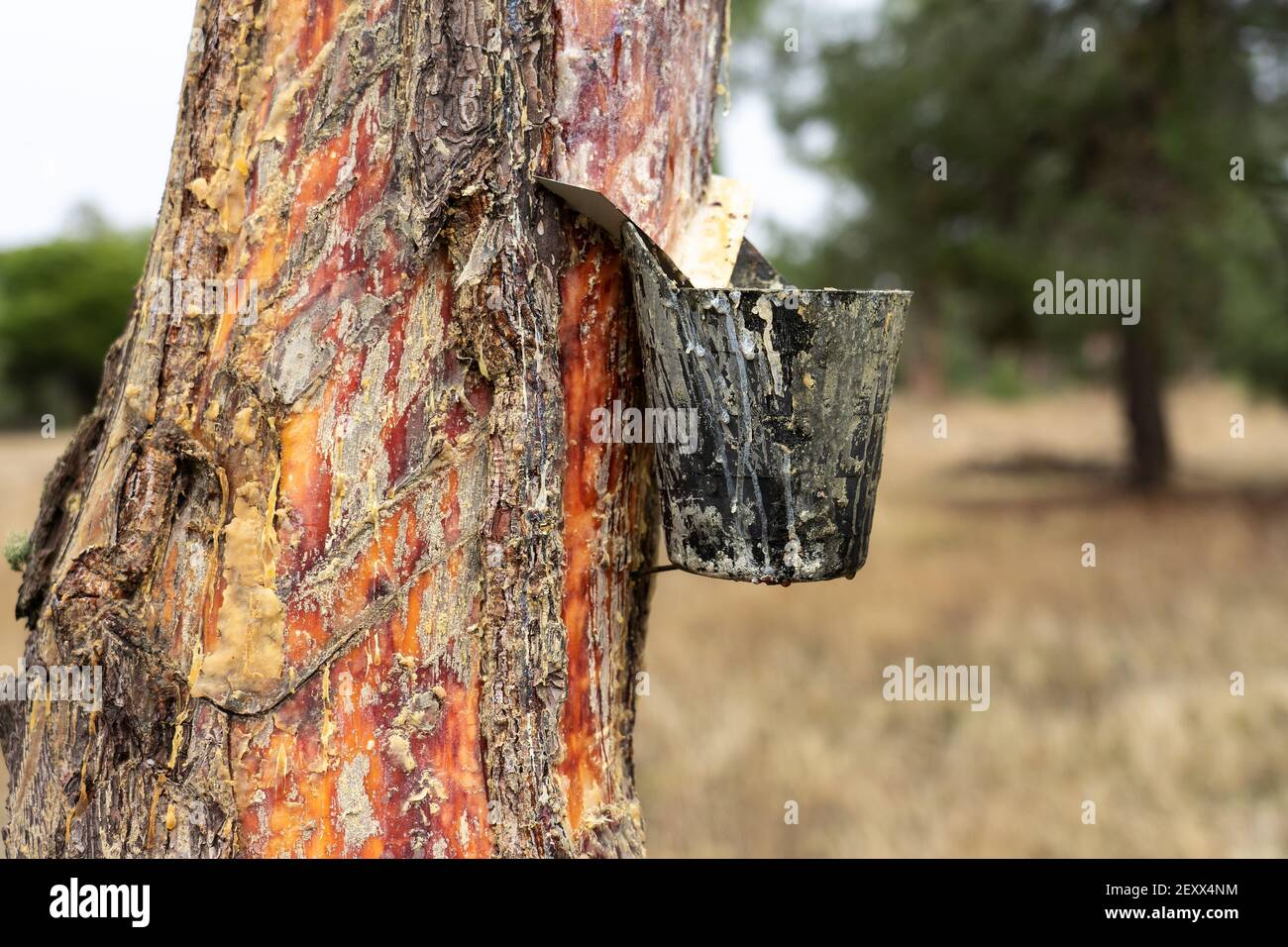 The resin extraction in a resin pine forest Stock Photo - Alamy