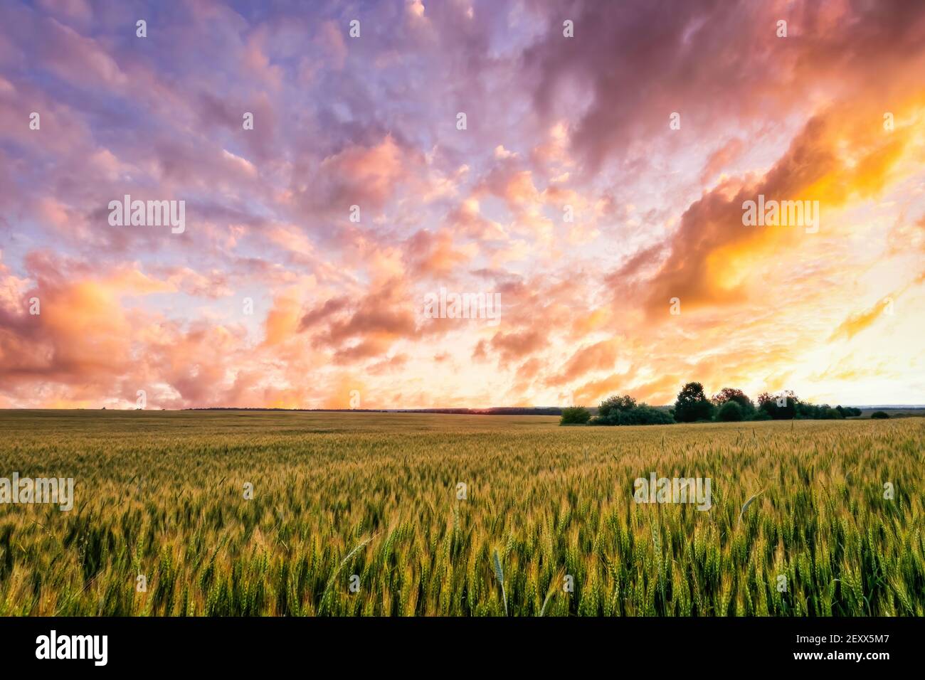 Twilight on a rye field with golden ears and a dramatic cloudy sky ...