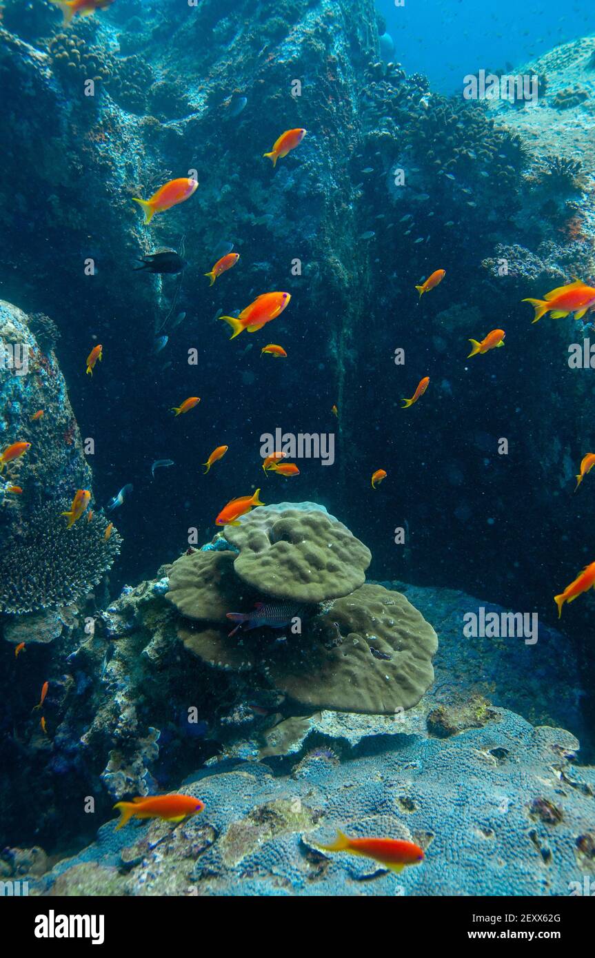 A vertical shot of underwater coral reefs and beautiful tropical fishes ...