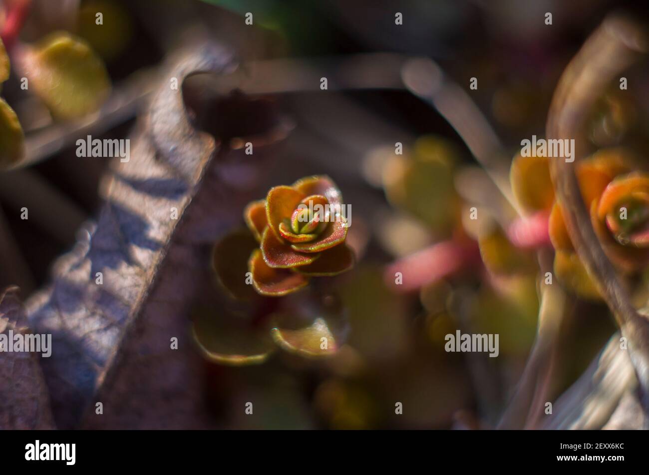 Plants in nature. Spring season. New life. Green foliage. Natural ...