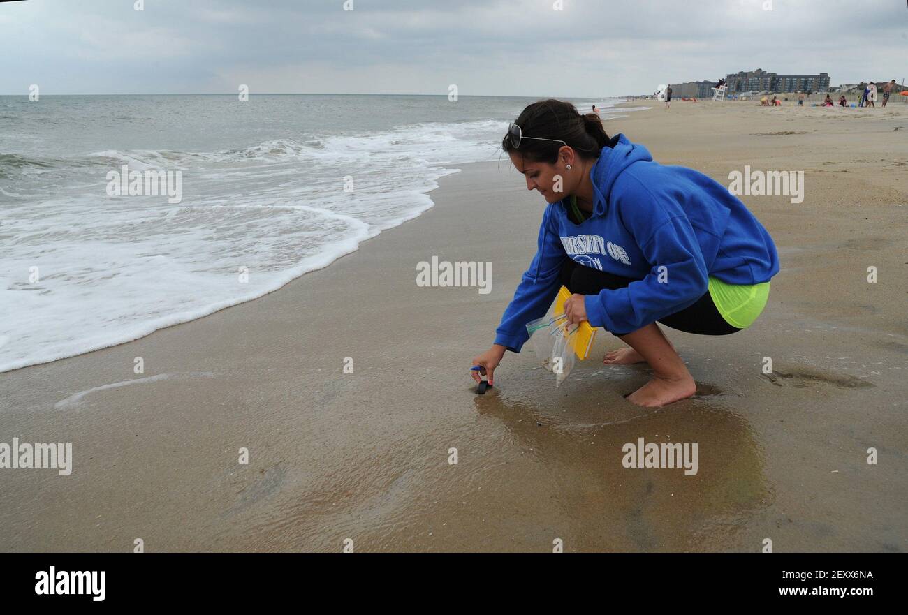 Veronica Citerone collects sand on the beach in Rehoboth Beach, Del ...