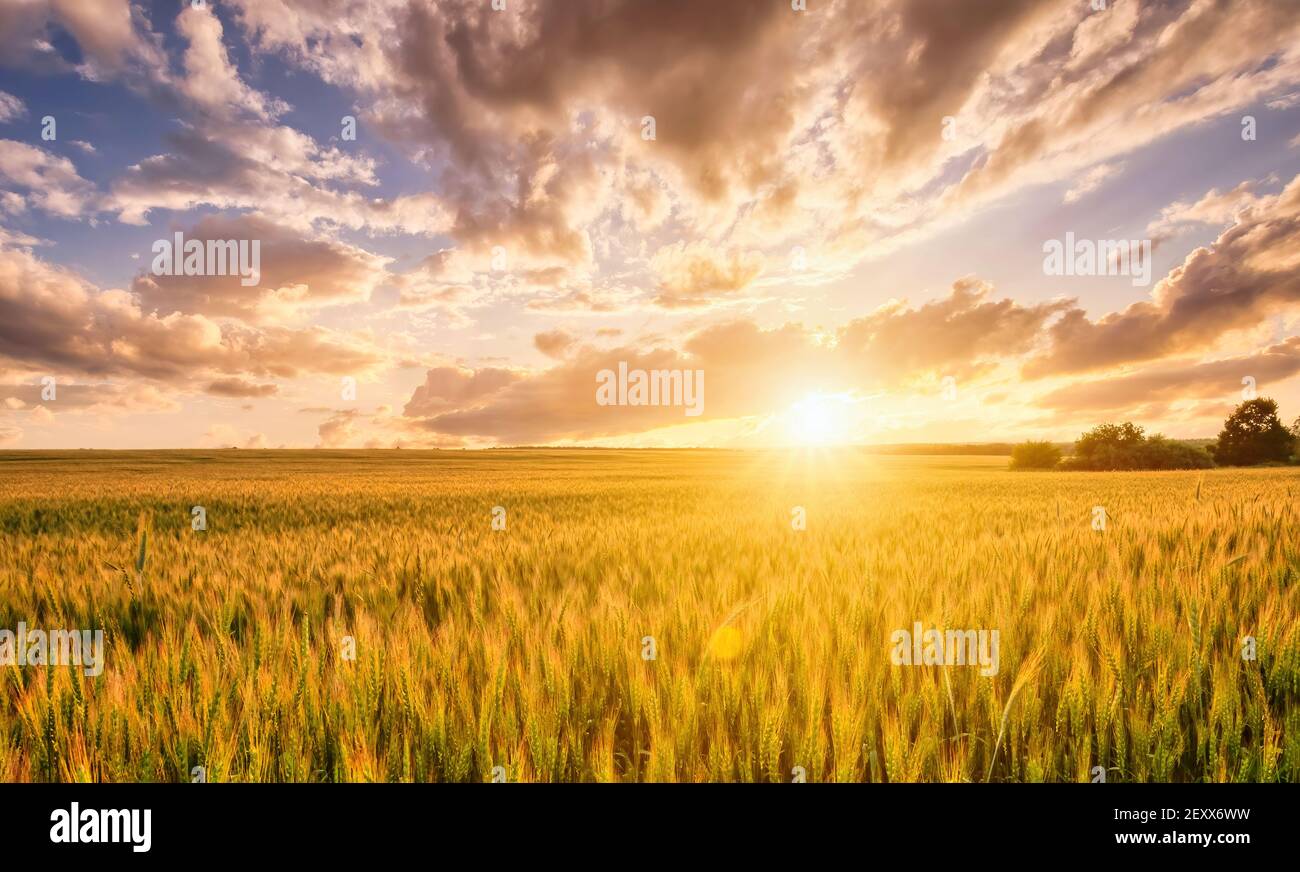 Sunset or sunrise on a rye field with golden ears and a dramatic cloudy ...