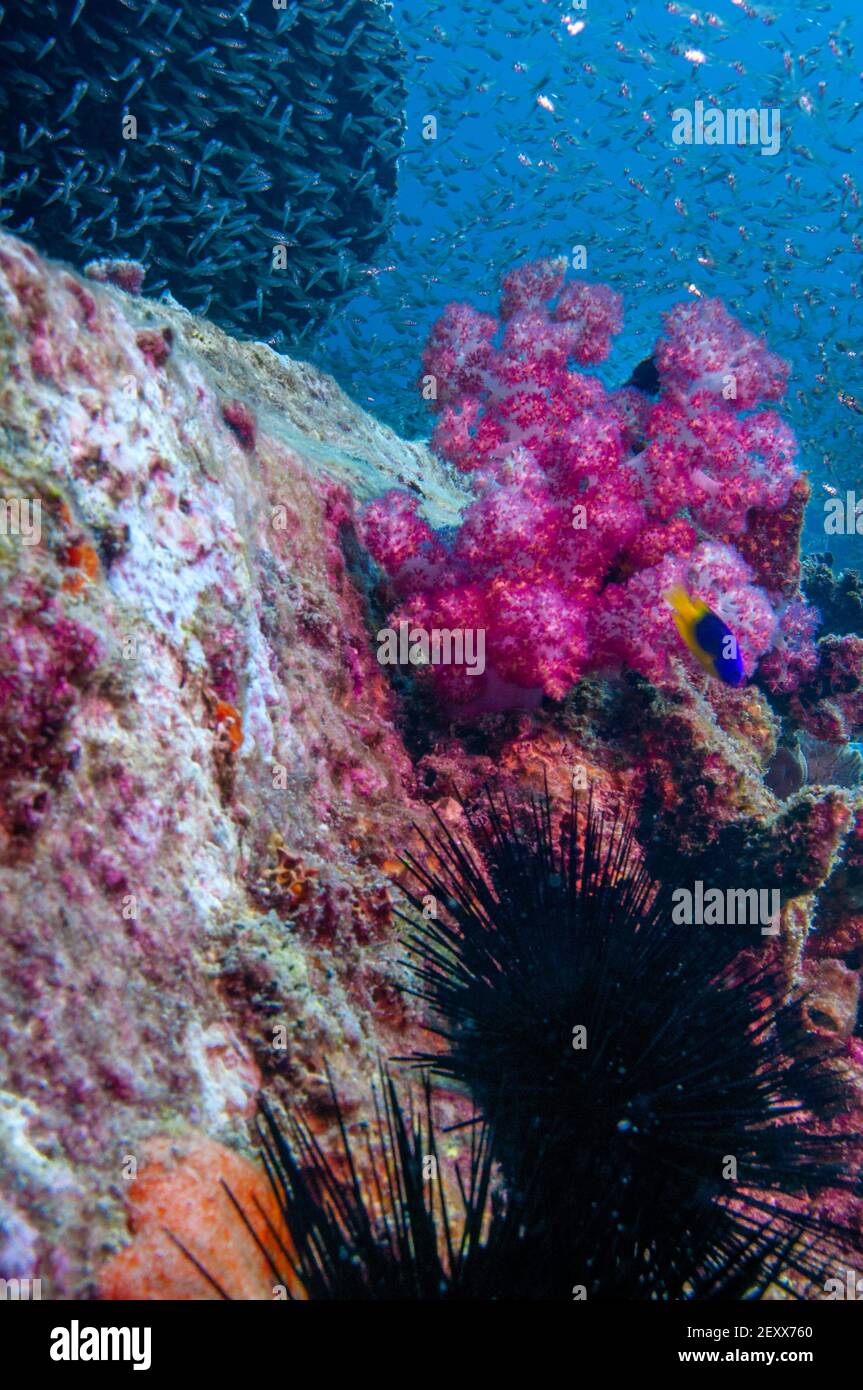 A vertical shot of underwater coral reefs and tropical fish Stock Photo ...