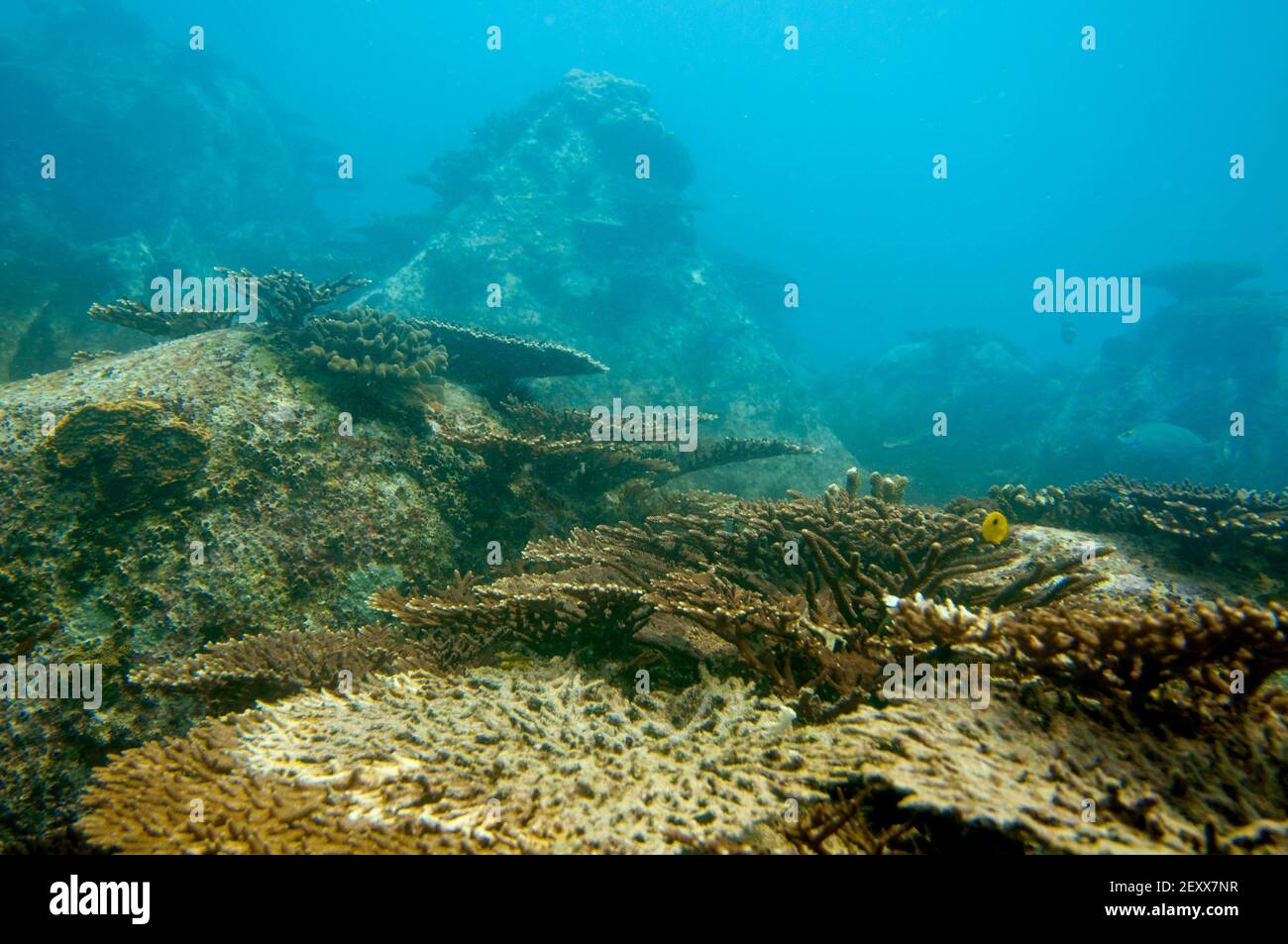 The beautiful underwater coral reefs and rocks Stock Photo - Alamy